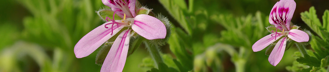 HE Géranium Rosat d'Egypte - Finessence